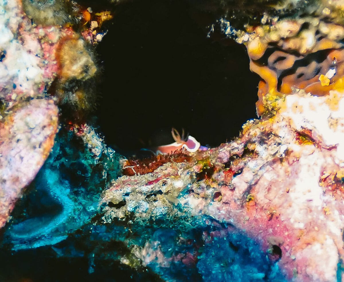 A Guide to Koh Lanta Diving. | The Very Hungry Mermaid