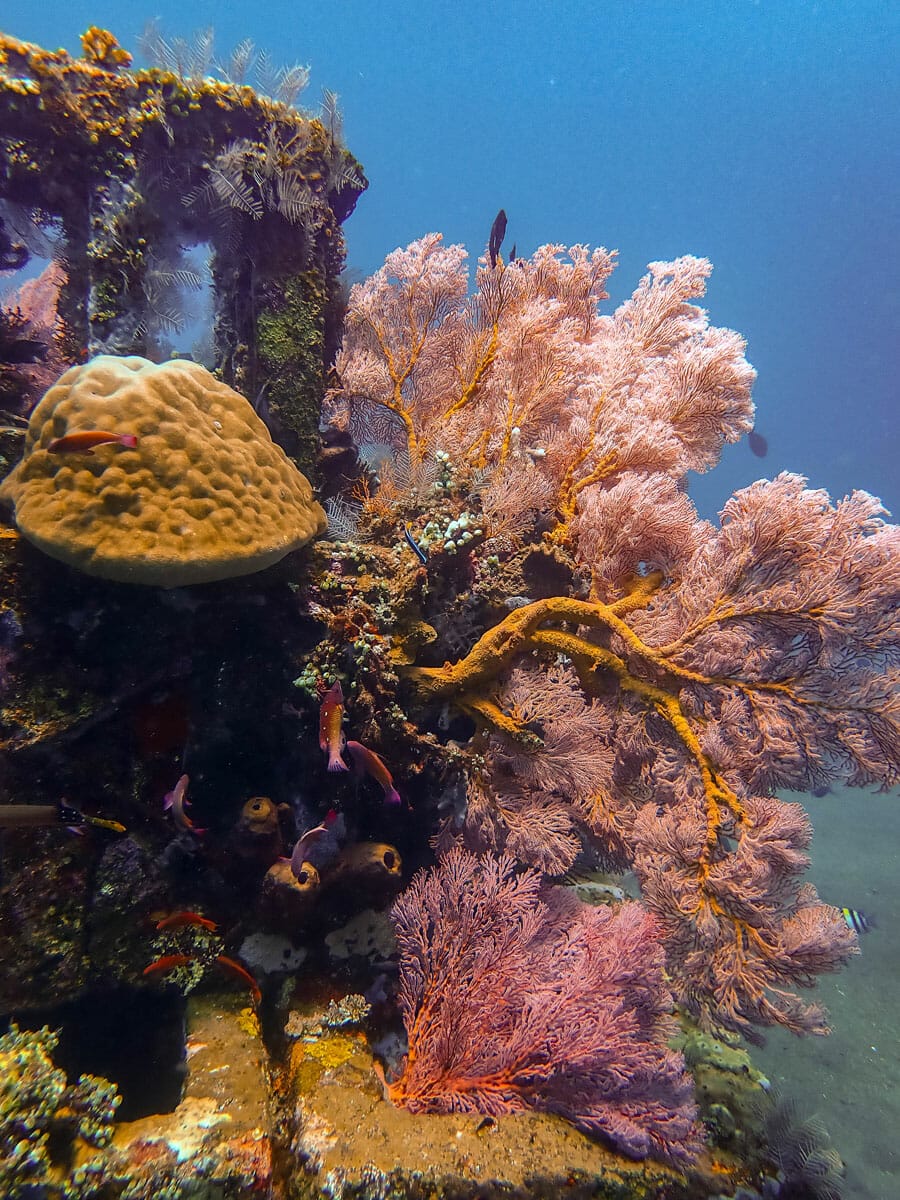 The ultimate Guide to Amed Diving | The Very Hungry Mermaid