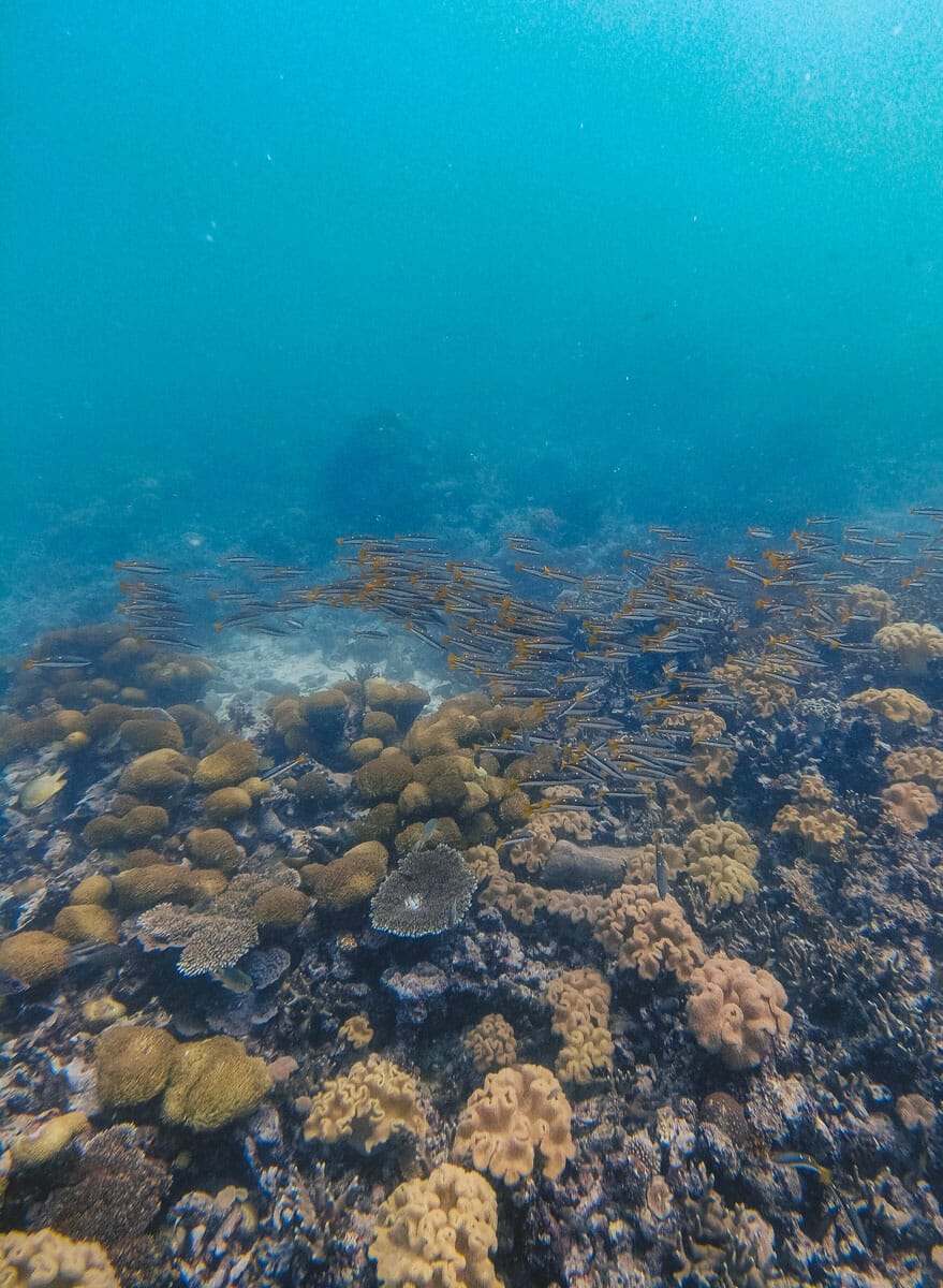 The ultimate Guide to Diving in Fulhadhoo, Maldives | The Very Hungry ...