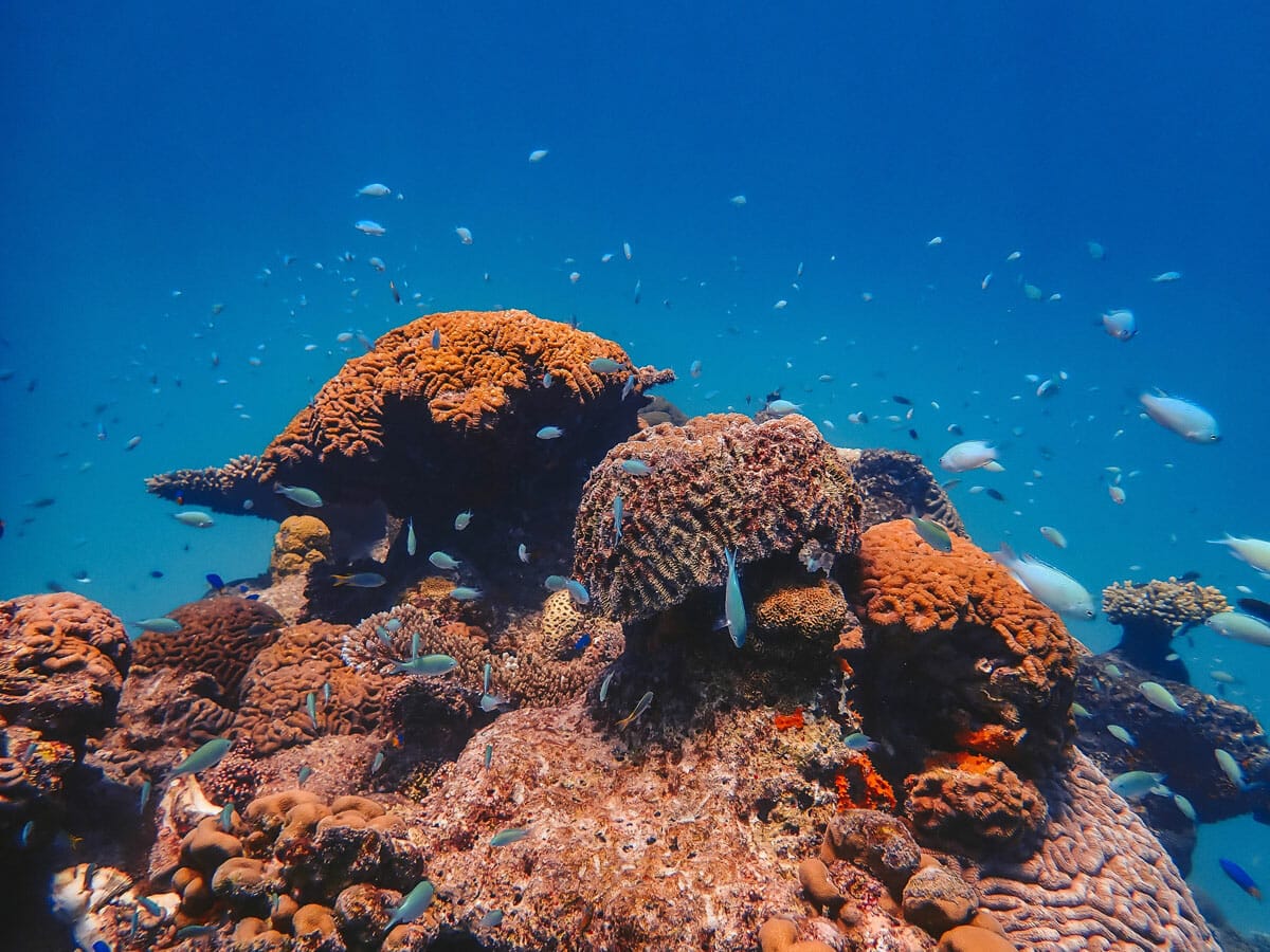 The ultimate Guide to Diving in Fulhadhoo, Maldives | The Very Hungry ...