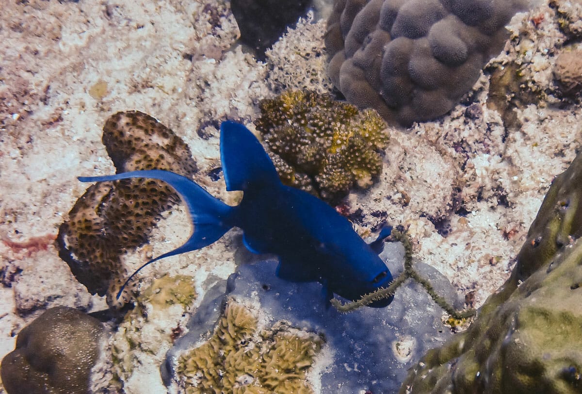 The ultimate Guide to Diving in Fulhadhoo, Maldives | The Very Hungry ...