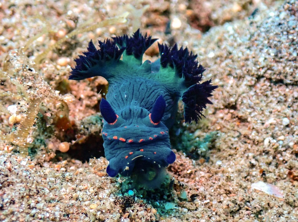 The ultimate Guide to Diving in Dauin, Philippines. | The Very Hungry ...