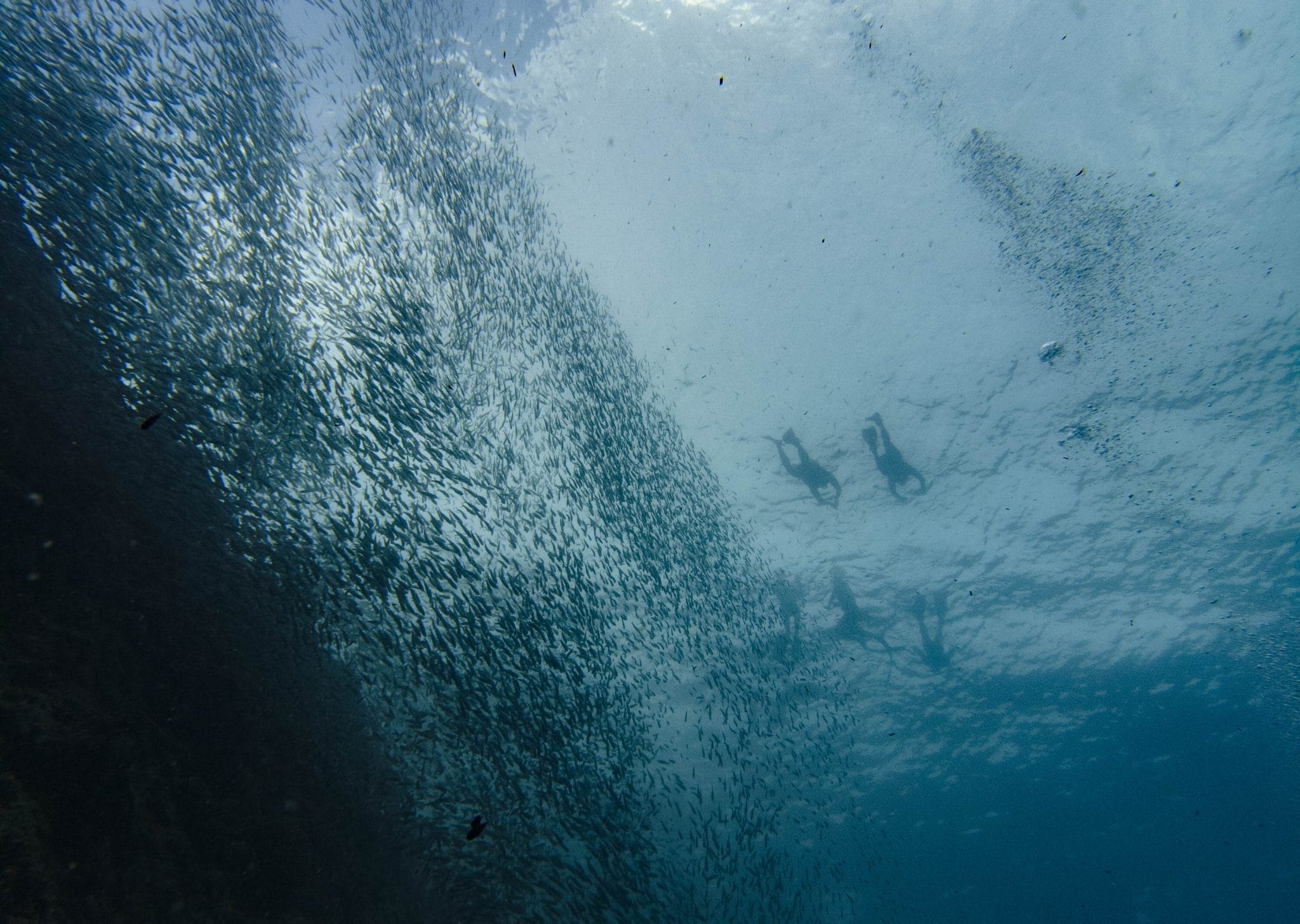 The ultimate Guide to Moalboal Diving, Philippines. | The Very Hungry ...