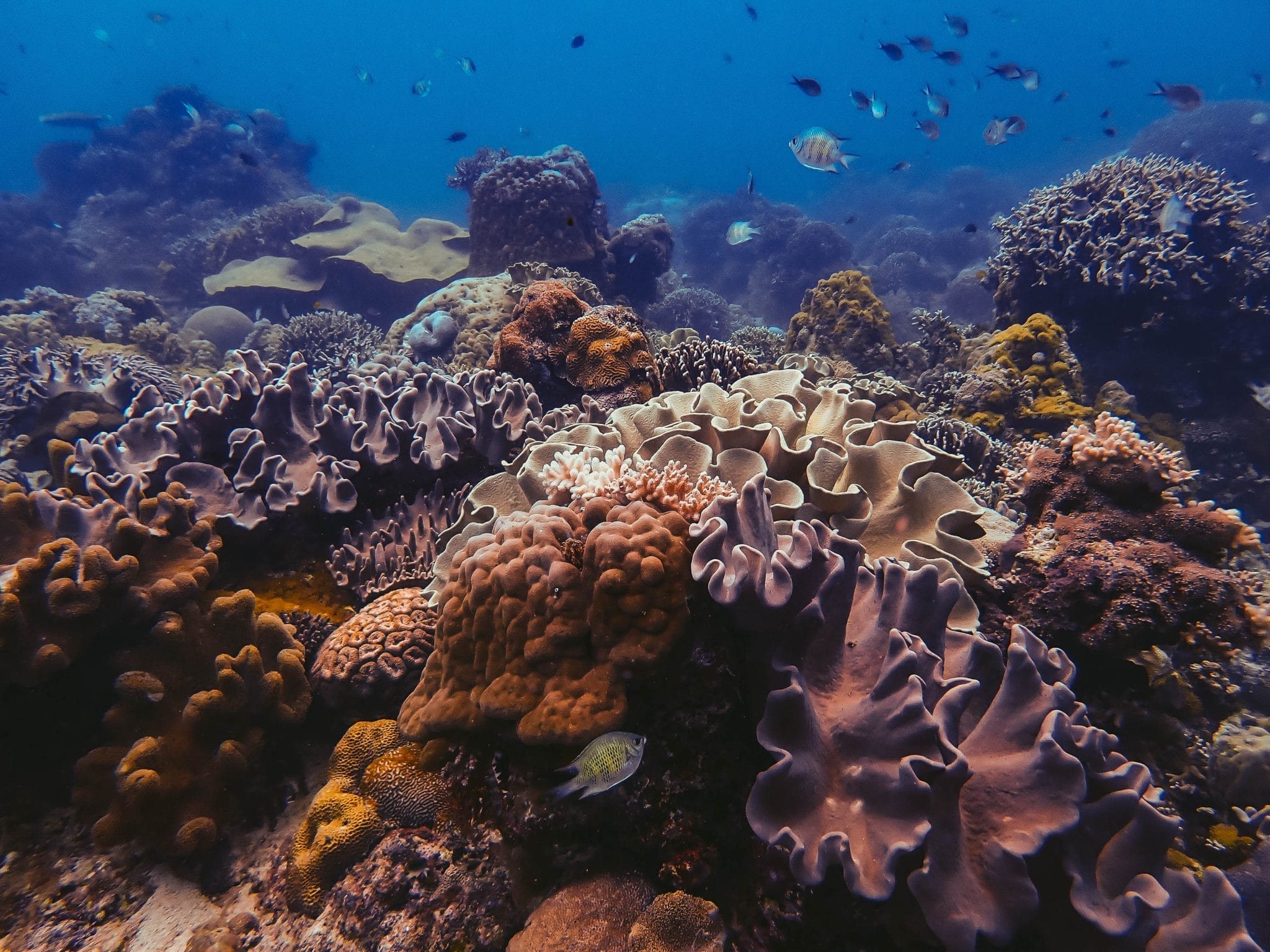 The ultimate Guide to Diving Apo Island, Philippines. | The Very Hungry ...